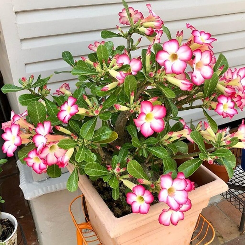 14 Stunning Flowers That Dont Need a Lot of Water for Easy Gardens