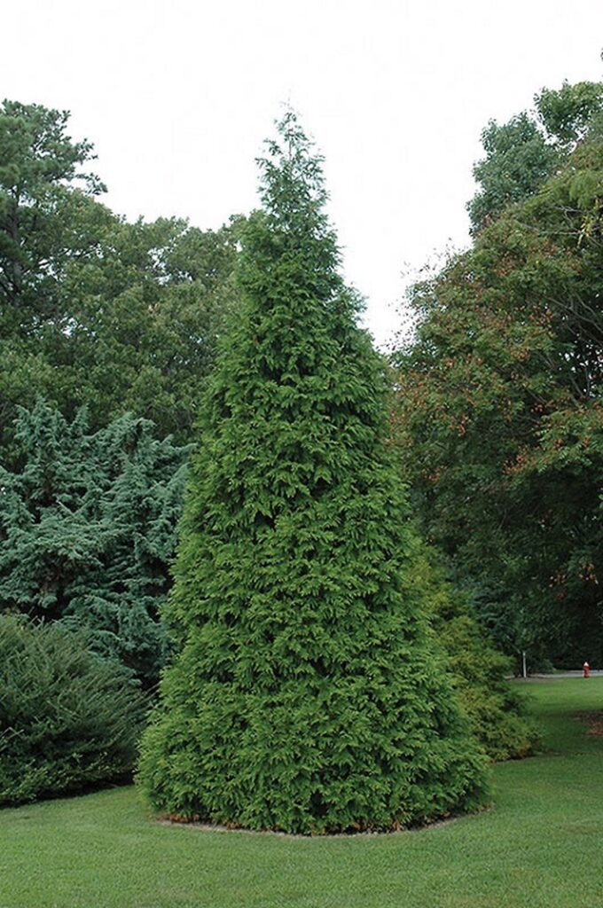 16 Stunning Arborvitae Varieties for Perfect Privacy Screens