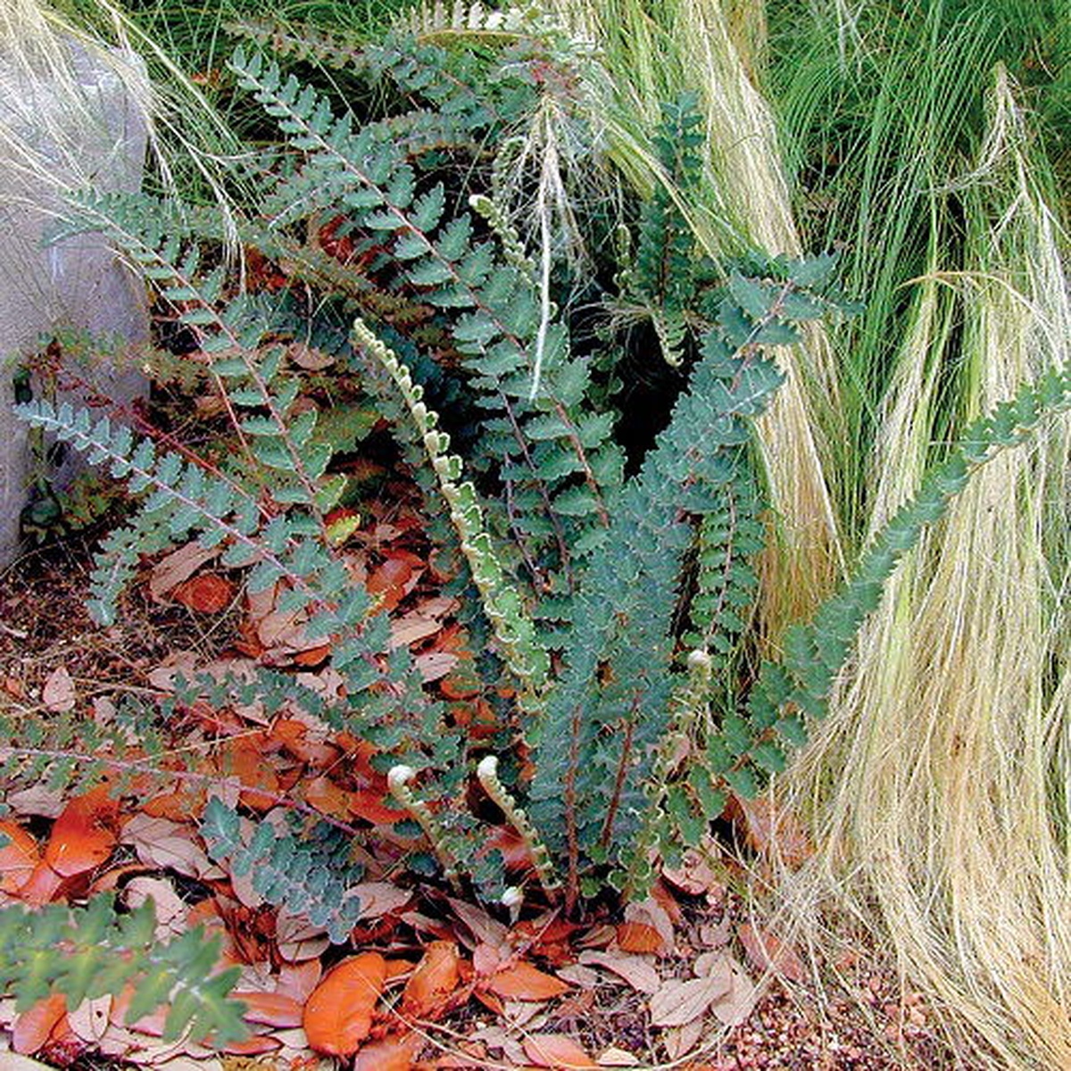 11 Gorgeous Drought Tolerant Ferns That Thrive in Dry Soil