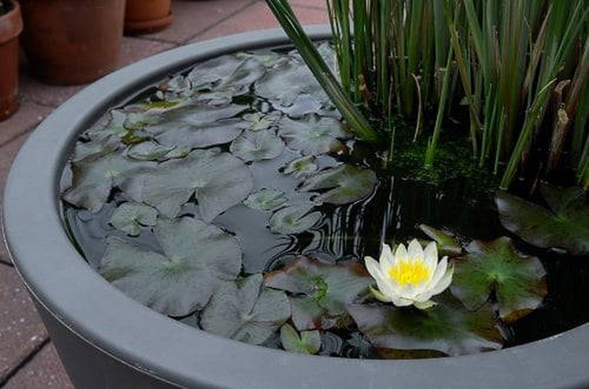 10 Beautiful Water Flowers for Containers and Vases