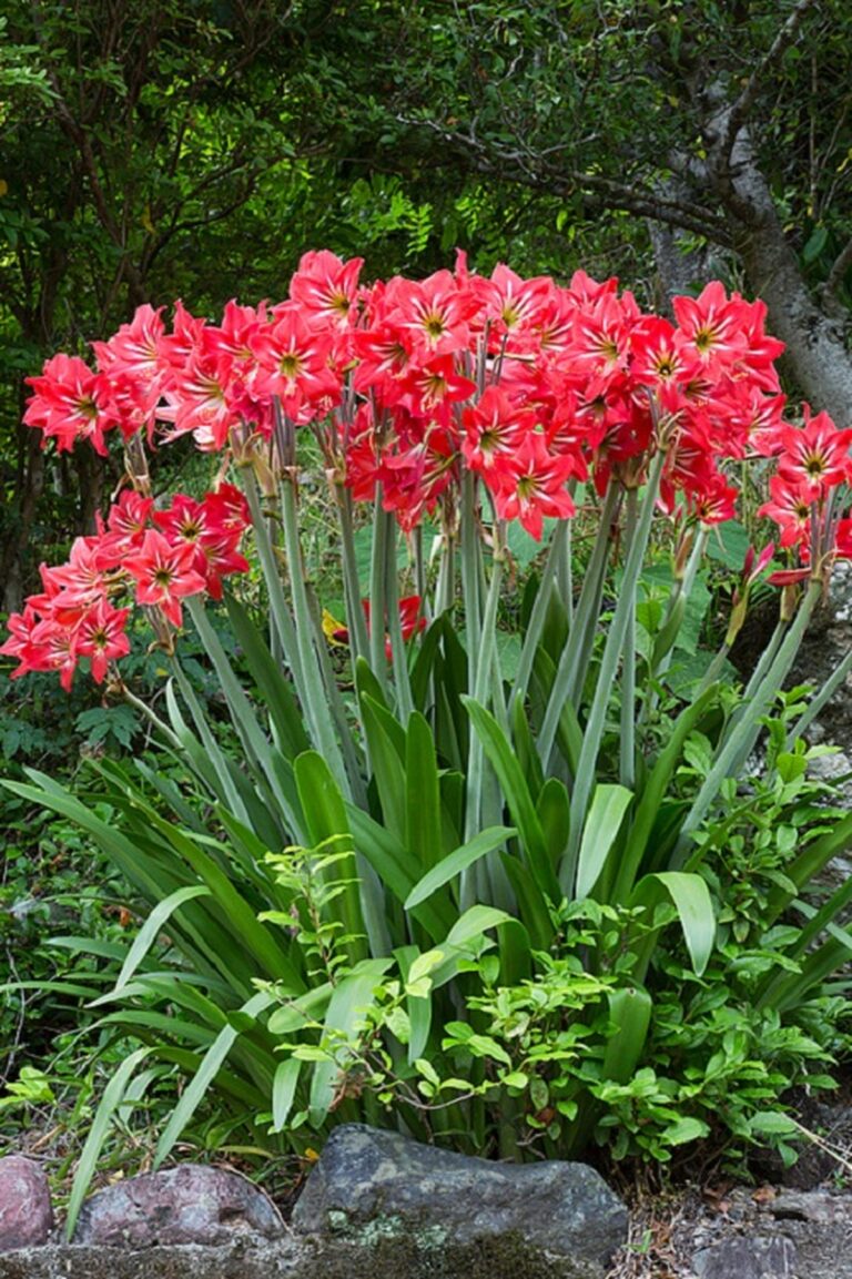 22 Stunning Plants with Sword Shaped Leaves to Freshen Your Space