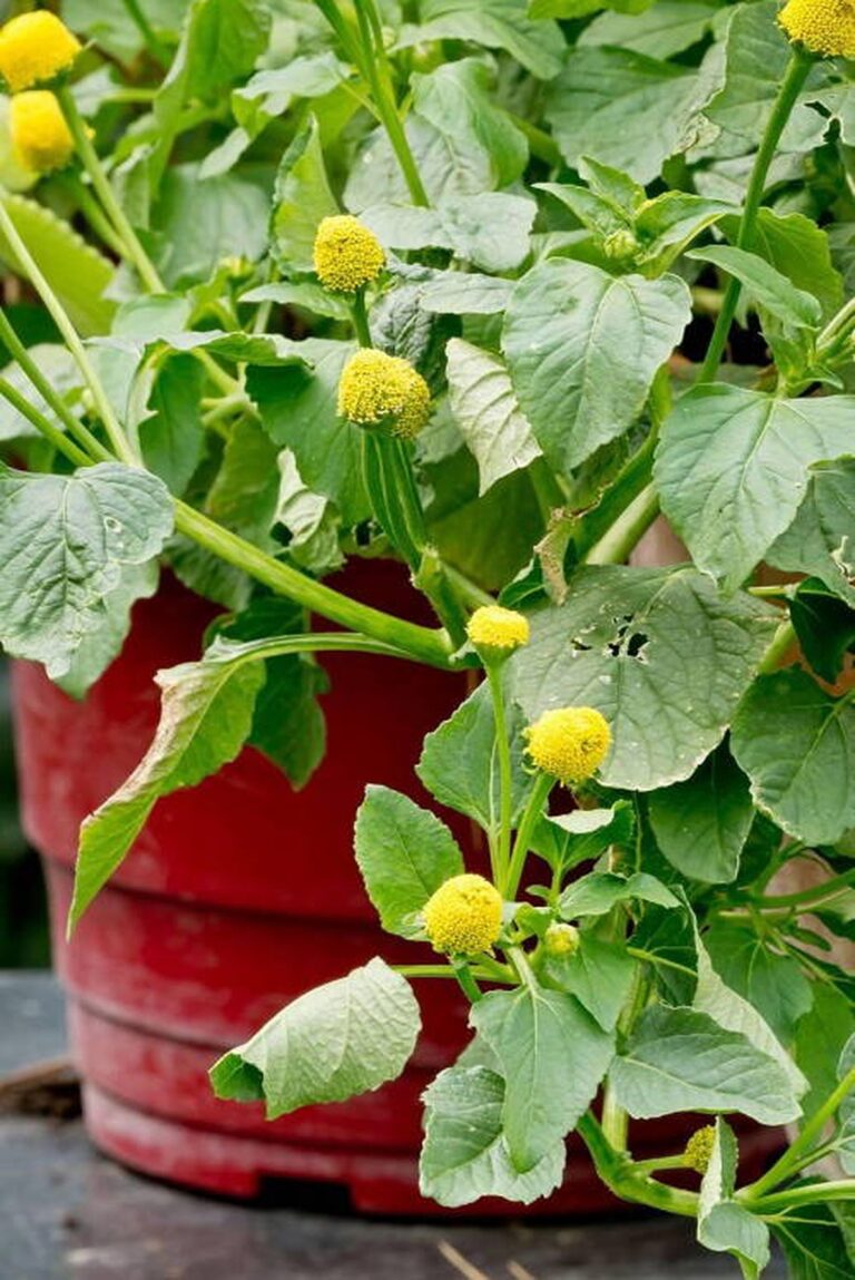 24 Quirky Plants With Bizarre Names That'll Make You Smile