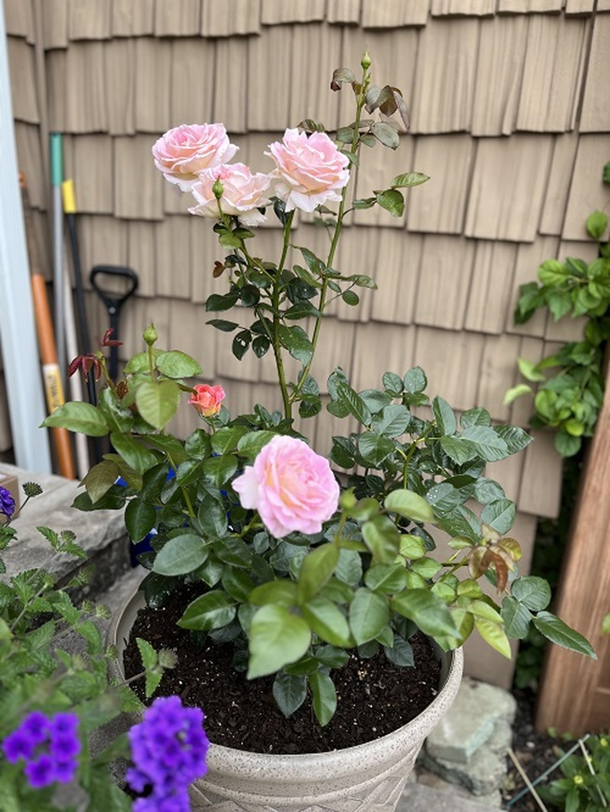 6 Common Problems With Roses in Pots and How to Fix Them