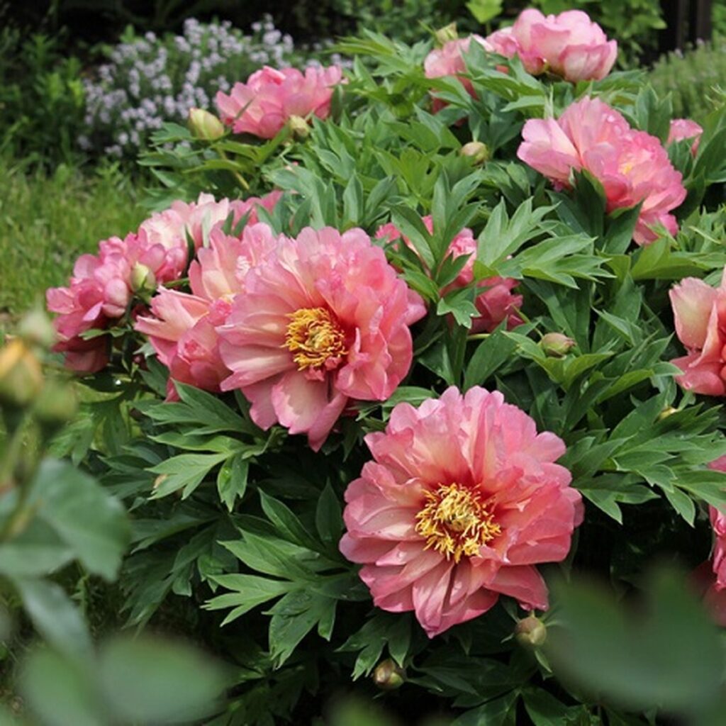 55 Gorgeous Pink Peony Varieties That Bloom Beautifully