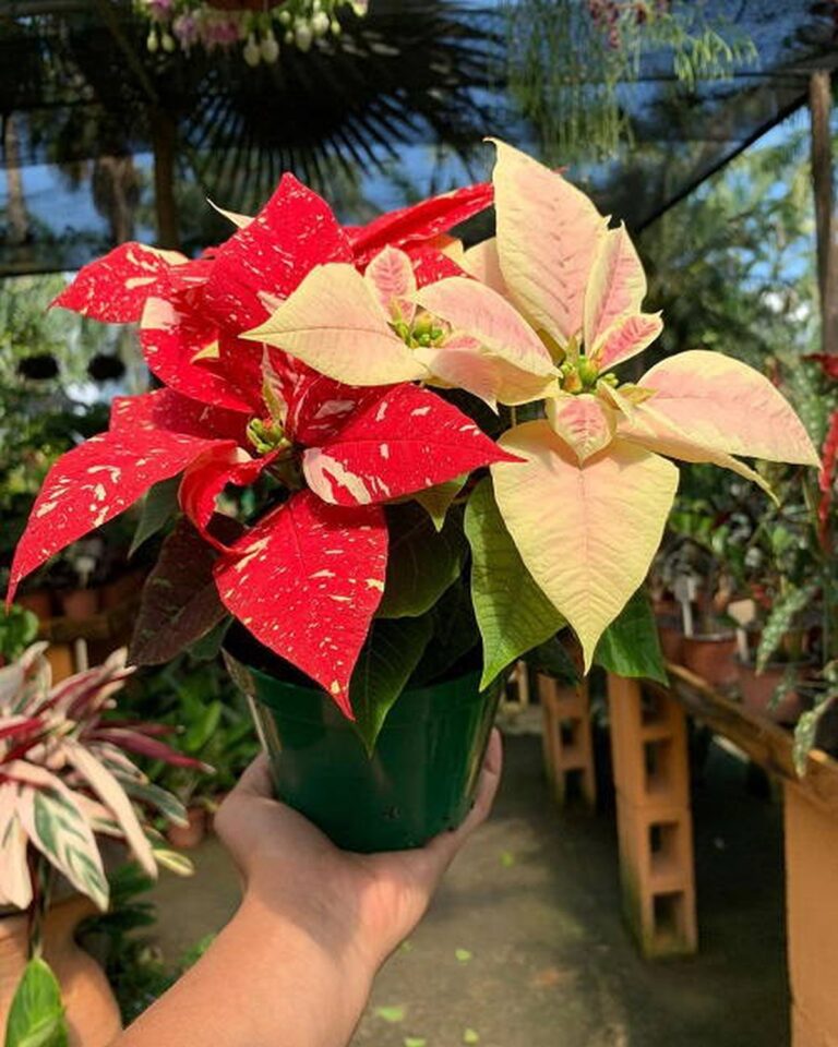 32 Stunning Types of Poinsettia Color Pictures to Brighten Your Day