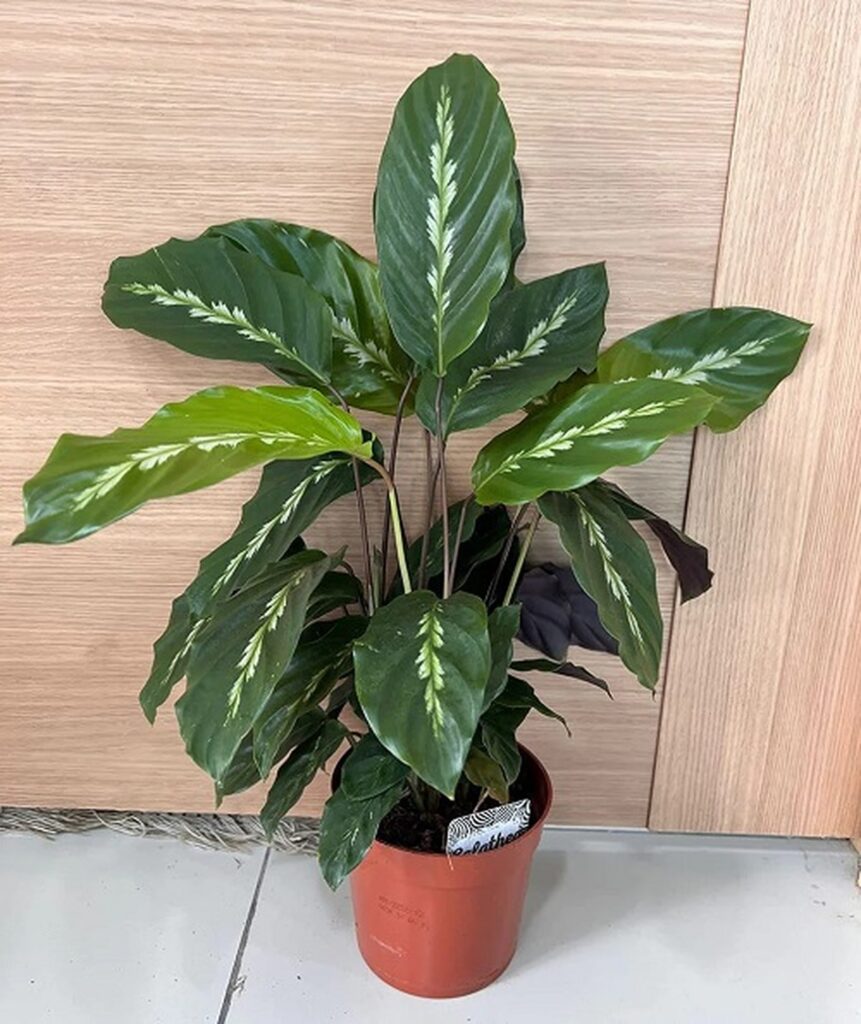 44 Stunning Types of Calathea Varieties to Brighten Your Home