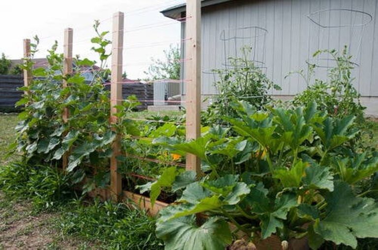 14 Charming DIY Zucchini Trellis Ideas for Your Garden