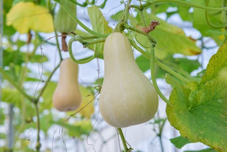 38 Delicious Types of Squash: Best Varieties for Your Garden