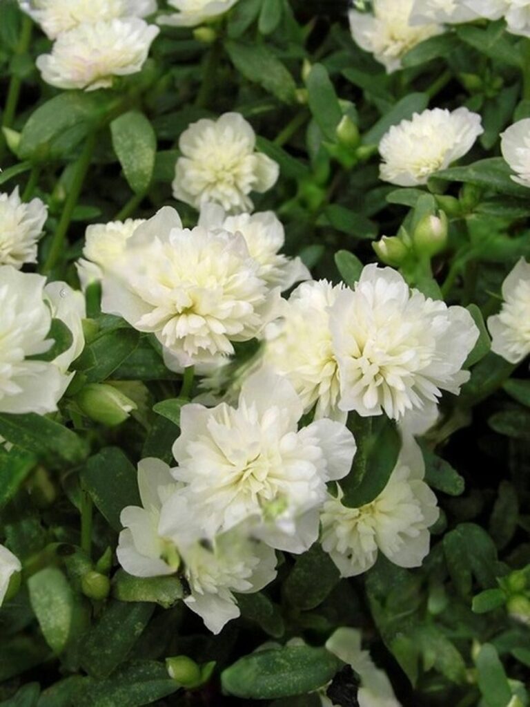 29 Stunning Portulaca Varieties That Brighten Every Garden