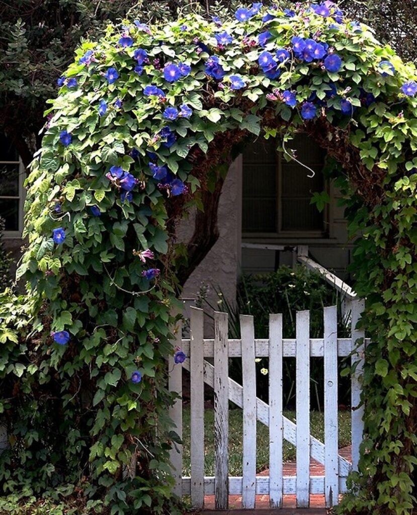 21 Stunning Fast Growing Creepers and Vines for Your Garden