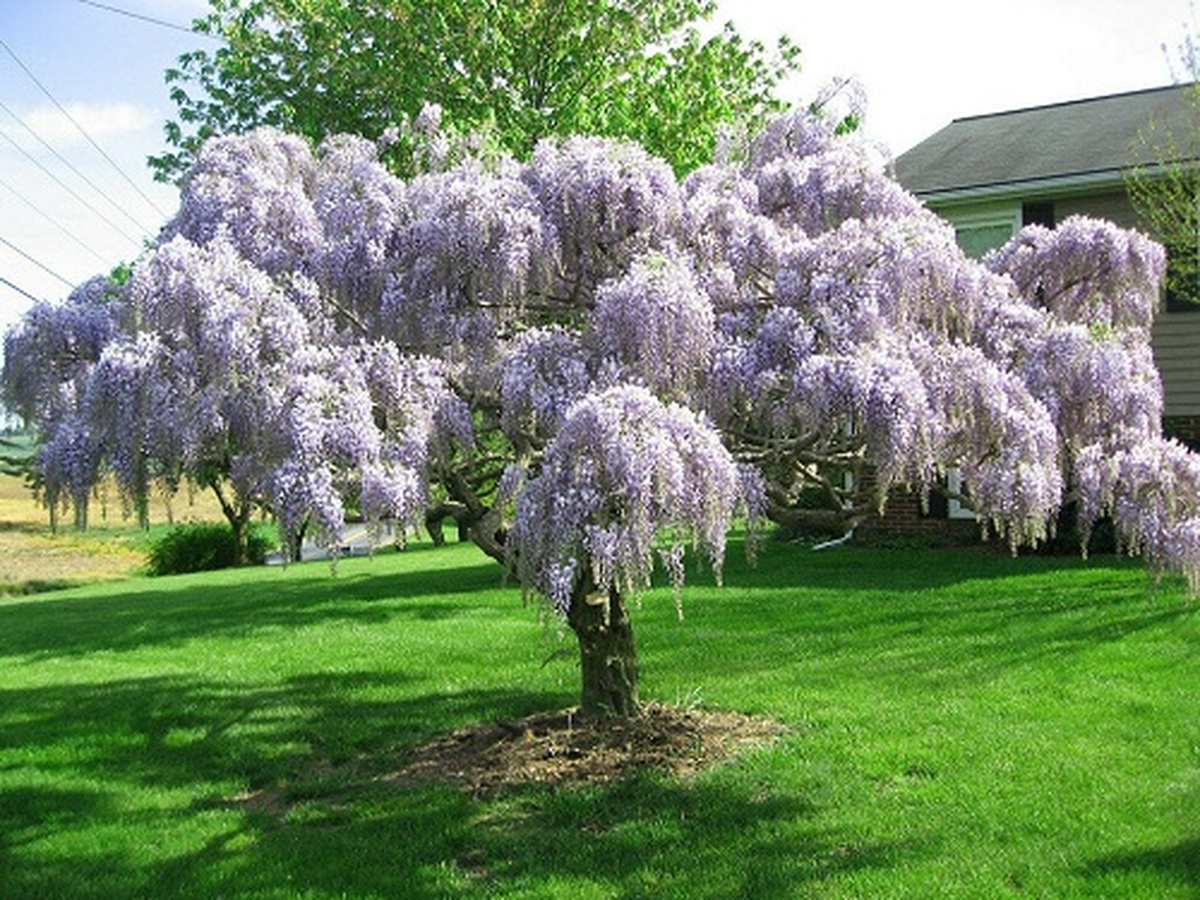 13 Stunning Trees With Blue Flowers to Brighten Your Garden