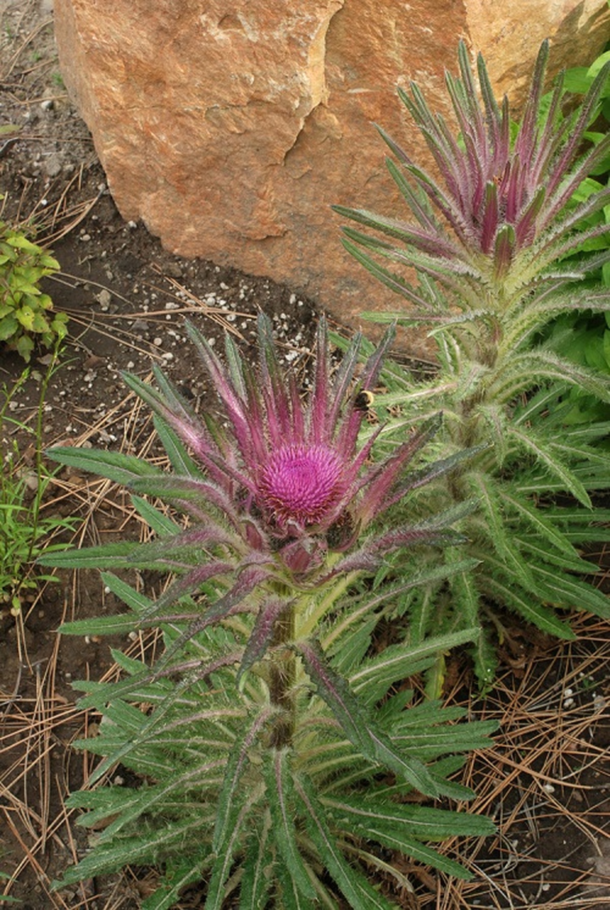 13 Beautiful Native Weeds with Thistles for Wild Gardens