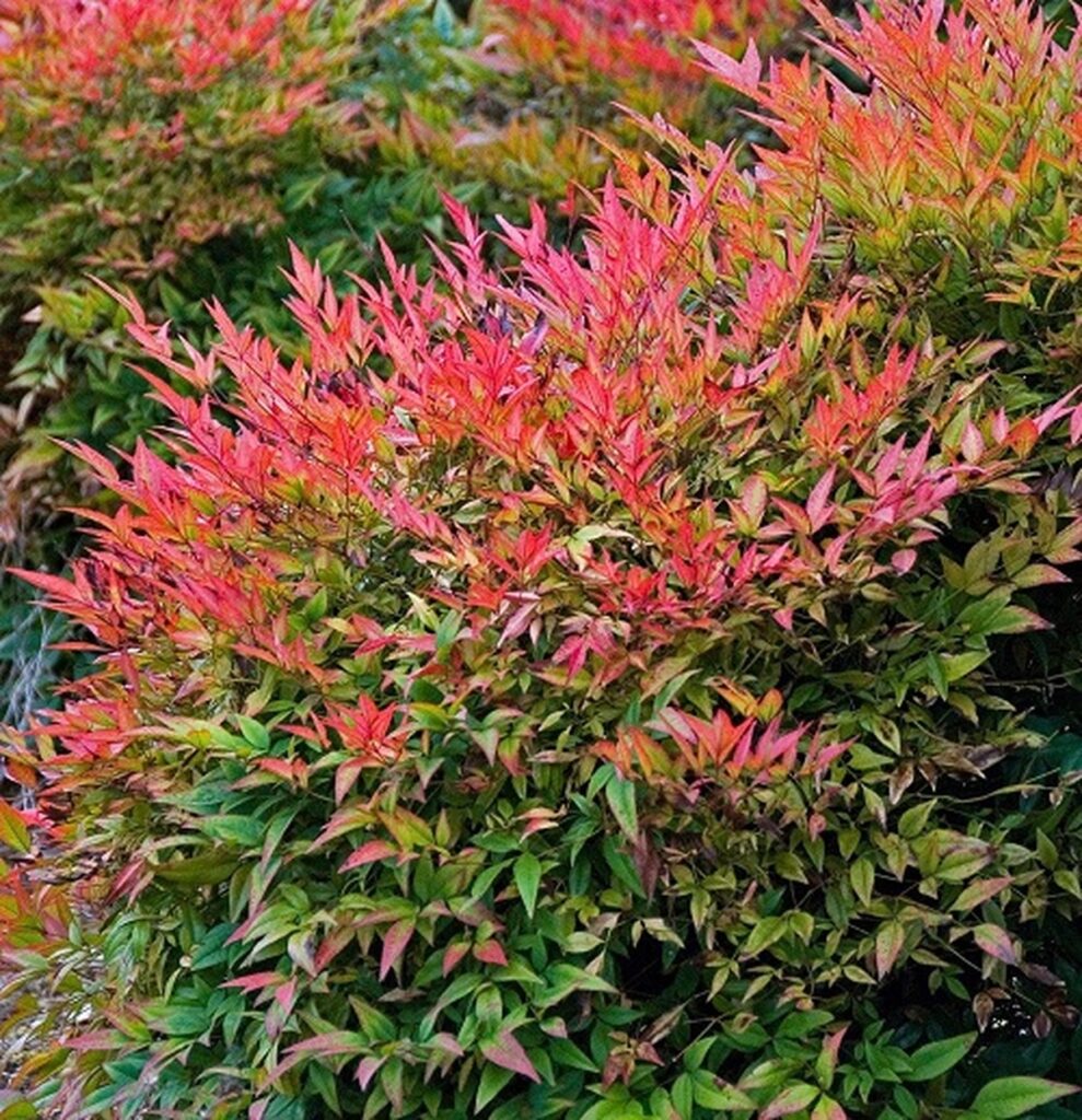 15 Stunning Types of Nandina Varieties to Brighten Your Garden