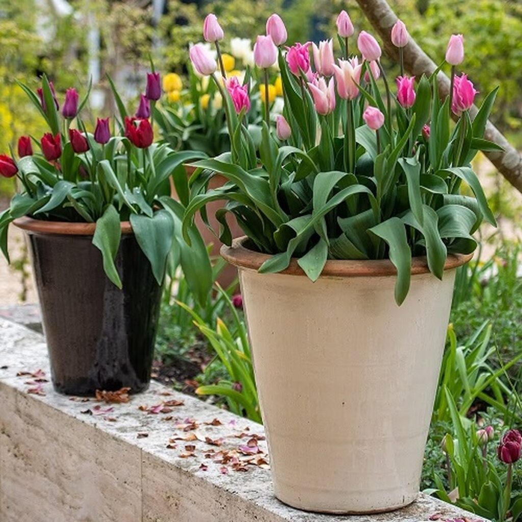 29 Enchanting Dainty Flowers That Brighten Any Space