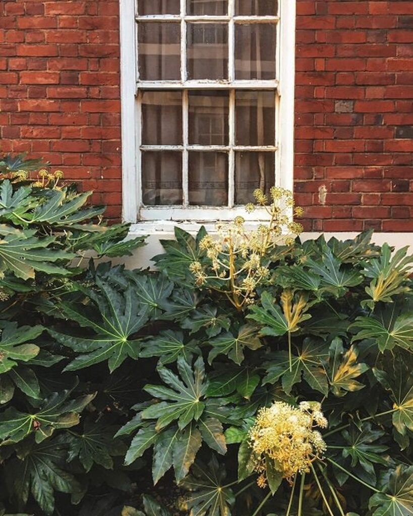 27 Stunning Big Leaf Outdoor Plants for Garden