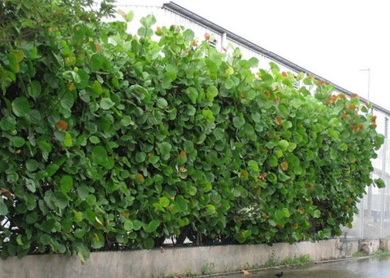 23 Perfect Plants for Privacy in Florida