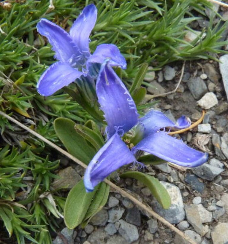 16 Stunning 4 Petal Flowers That'll Brighten Your Garden