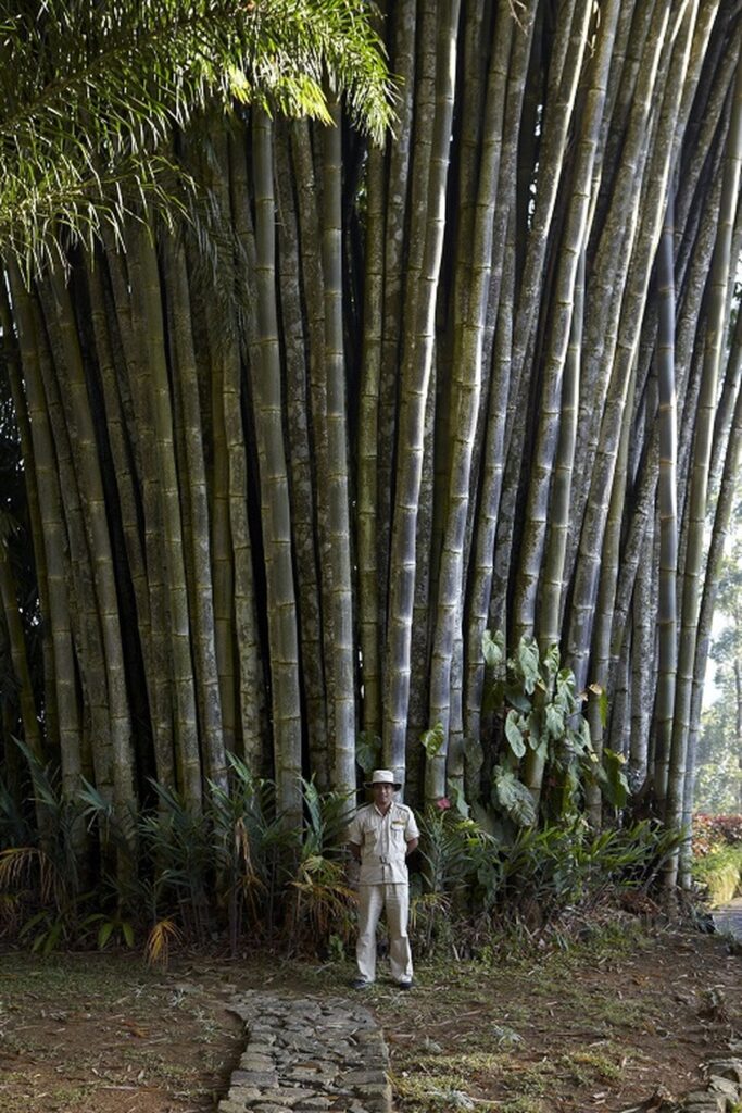 24 Beautiful Bamboo Types for Container and Garden Growing