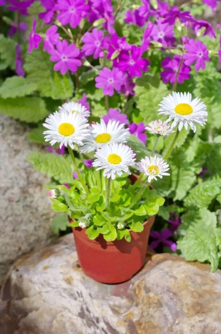 18 Heartwarming Flowers That Represent Family Beautifully