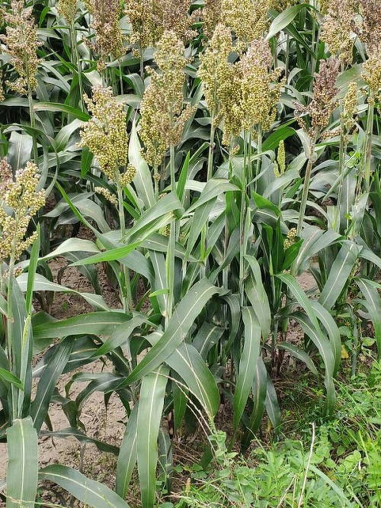 12 Fascinating Plants That Look Just Like Corn But Aren't