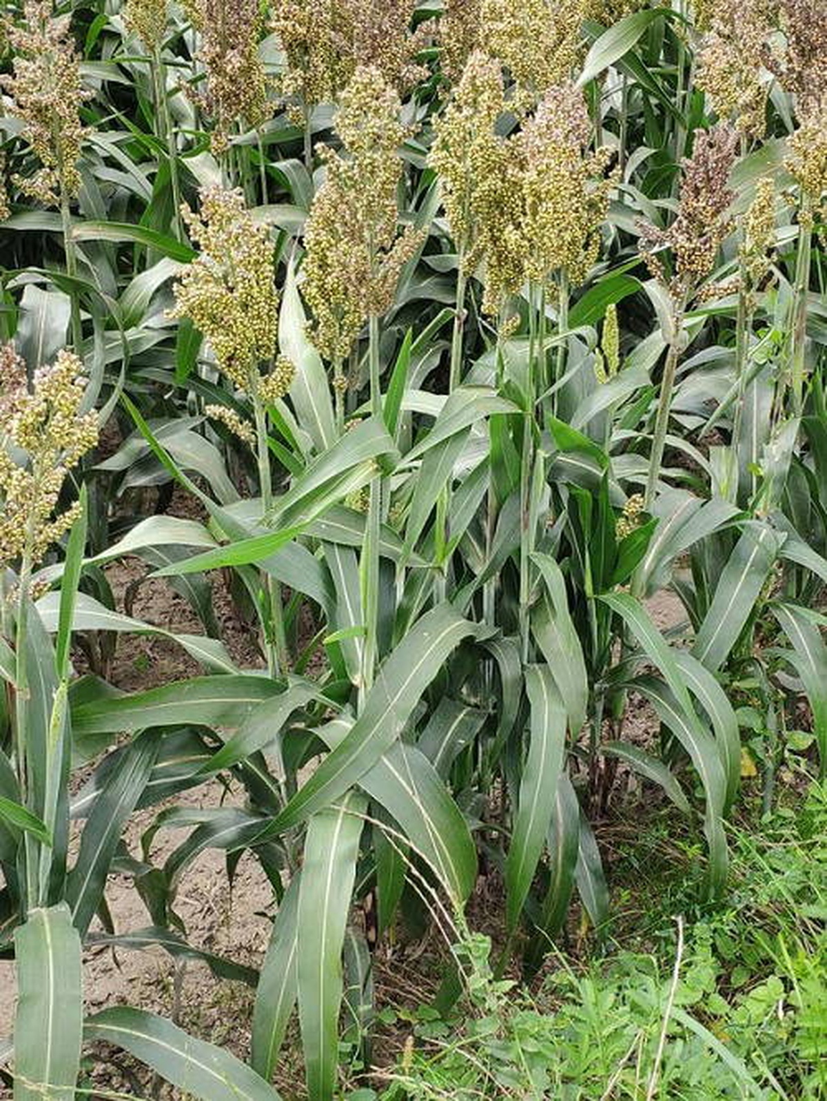 12 Fascinating Plants That Look Just Like Corn But Aren't