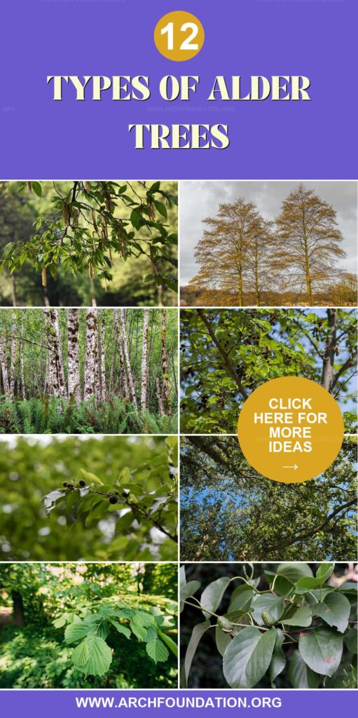 12 Top Types of Alder Trees for Classic Gardens