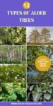 12 Top Types of Alder Trees for Classic Gardens