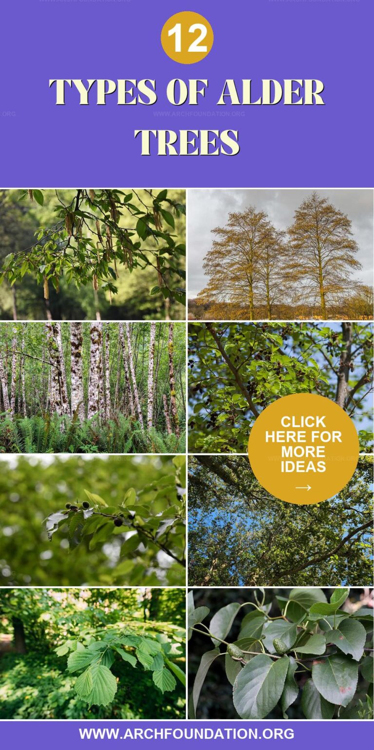 12 Top Types of Alder Trees for Classic Gardens