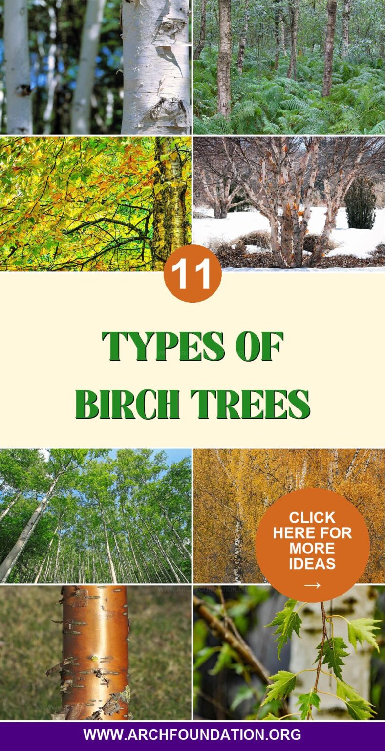 11 Stunning Birch Tree Varieties for Your Landscape