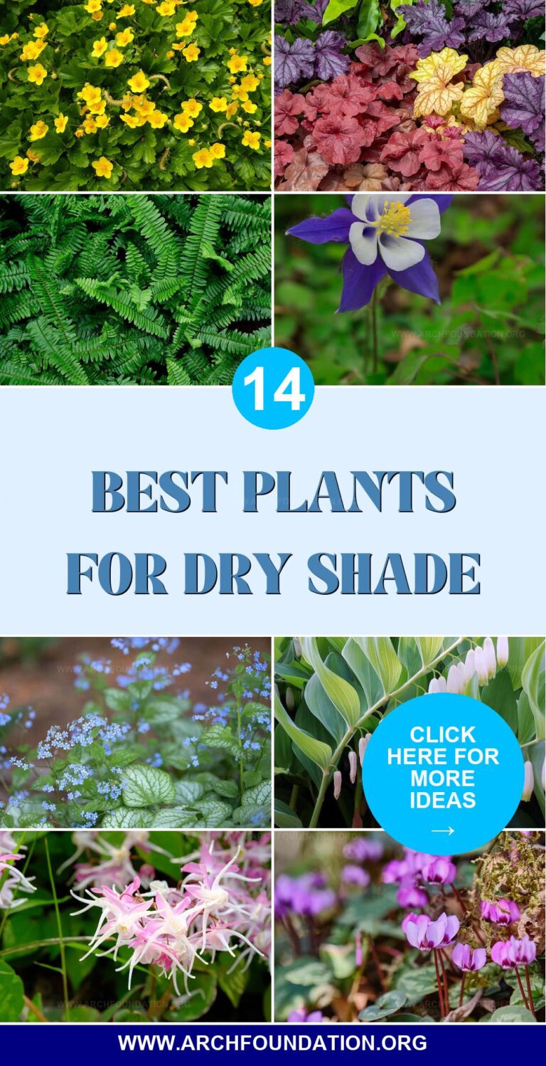 14 Amazing Plants Growing in Dry Shade