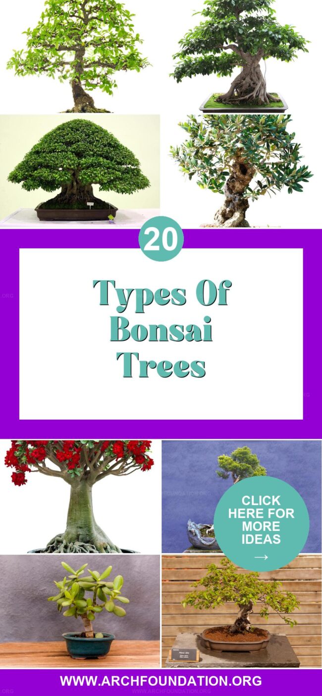 20 Types of Bonsai for a Zen Garden Experience