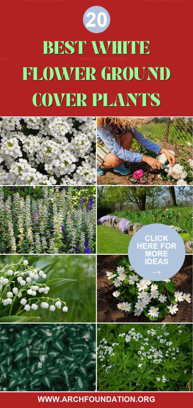 20 Fast-Spreading Ground Covers with White Blooms