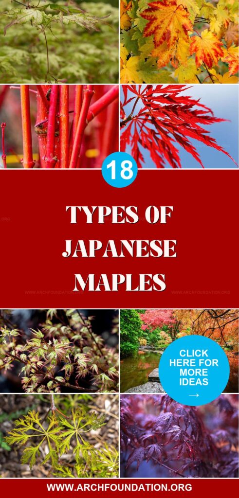 18 Stunning Types of Japanese Maples for Your Garden