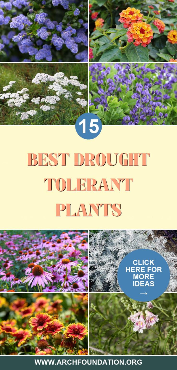 15 Gorgeous Drought-Tolerant Plants for Dry Gardens