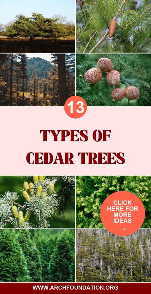 13 Best Cedar Trees to Enhance Your Outdoor Space