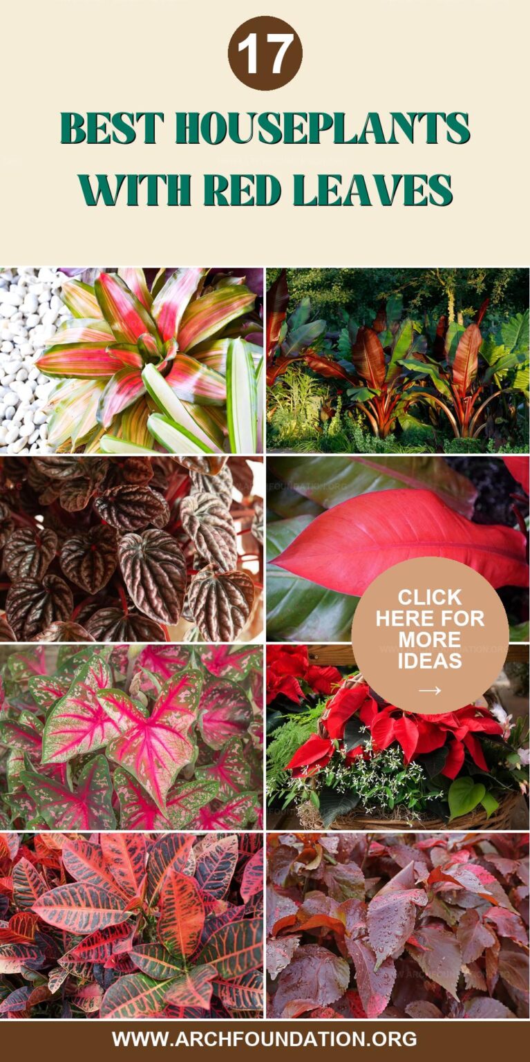 17 Red-Leafed Houseplants to Brighten Your Indoor Space