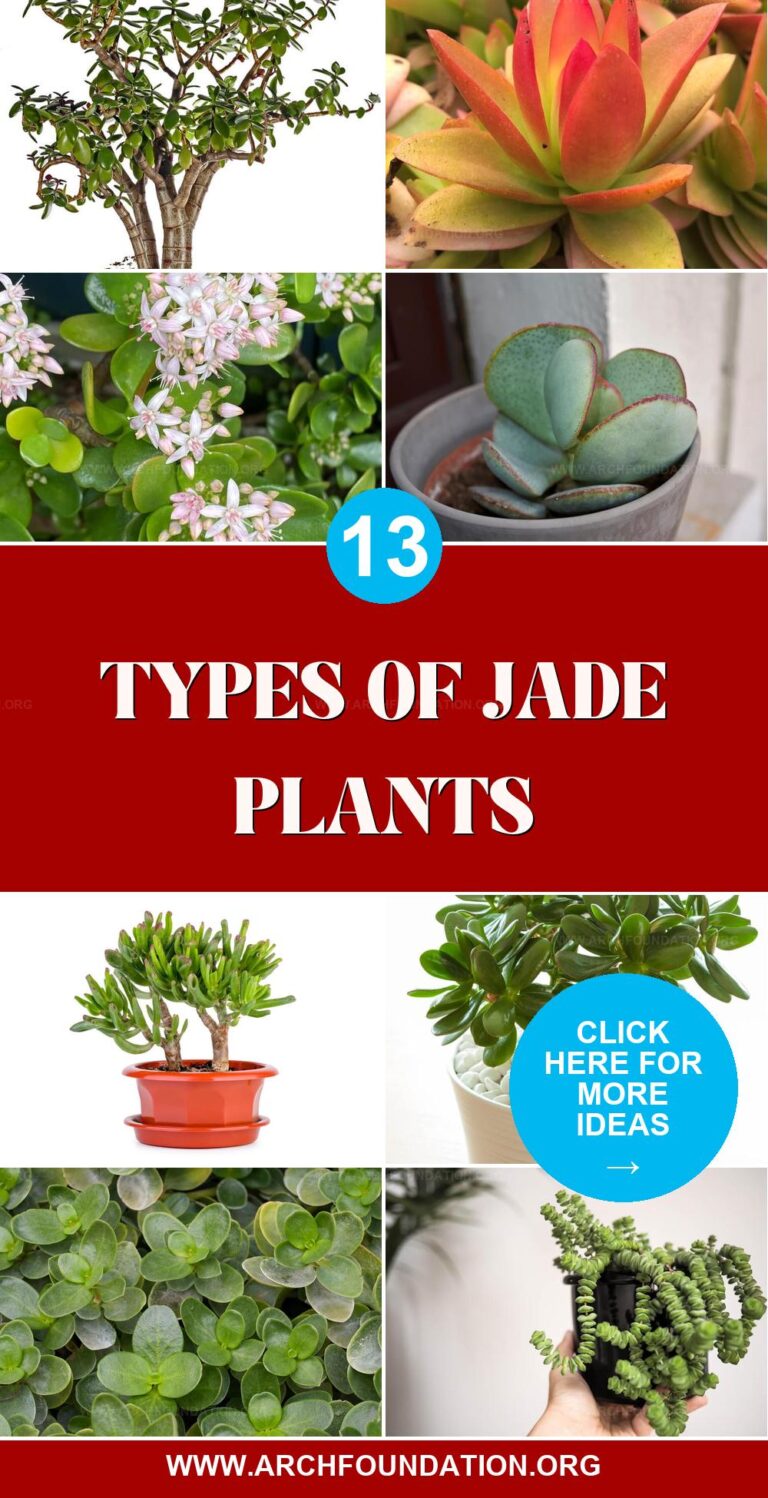 13 Exotic Jade Plant Varieties You Need to Know