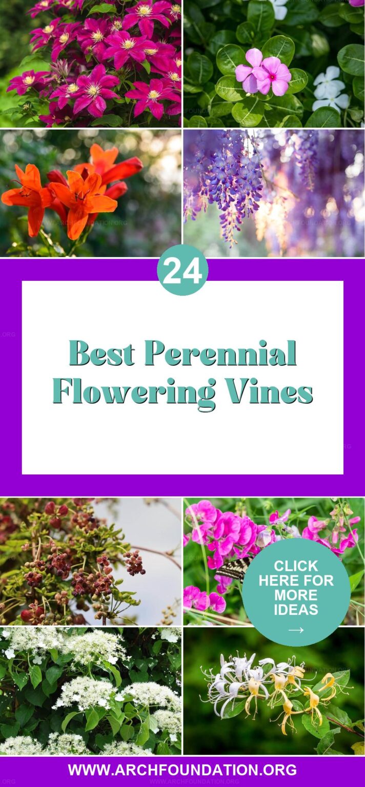 24 Perennial Flowering Vines for Effortless Climbing Beauty
