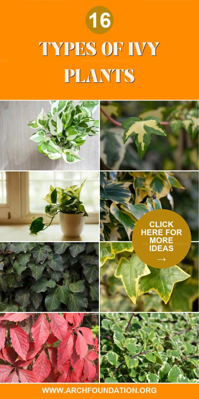 16 Amazing Types of Ivy to Adorn Your Living Spaces