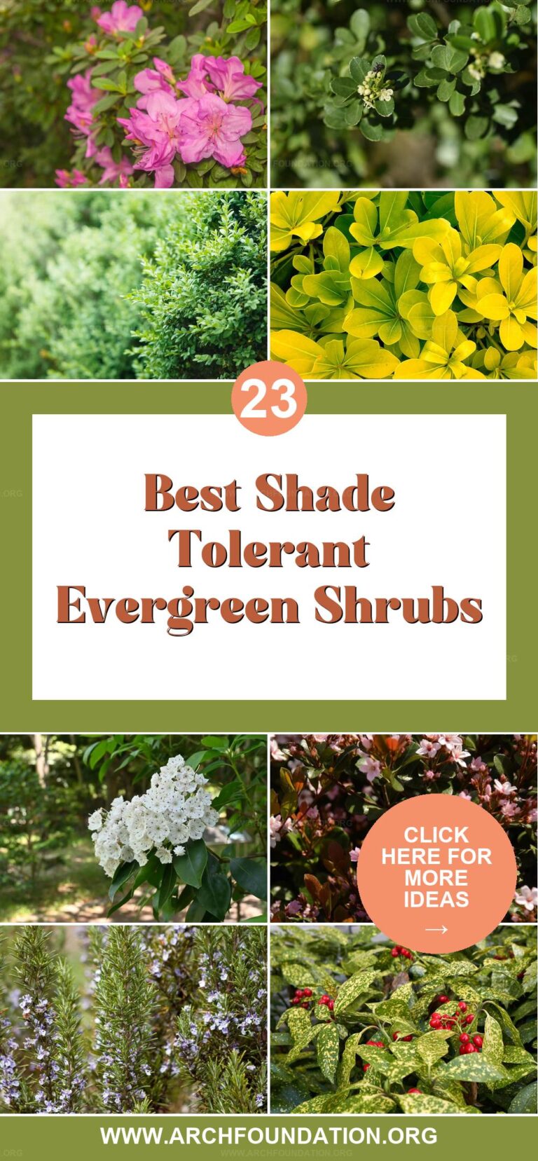23 Shade-Loving Evergreens for Low-Light Gardens
