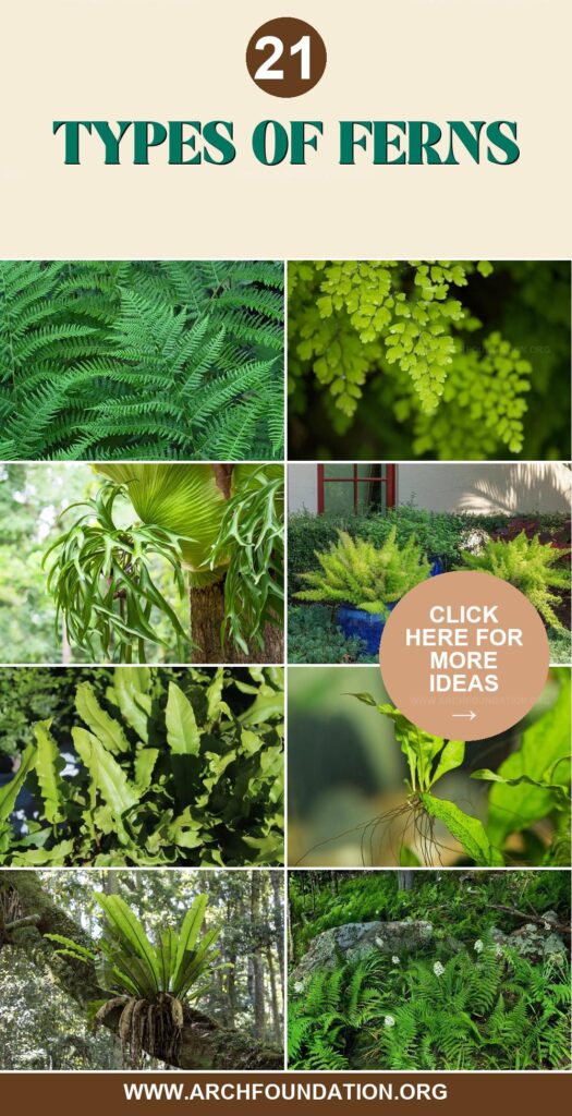 21 Types of Fern with Fabulous Foliage for Indoors and Out