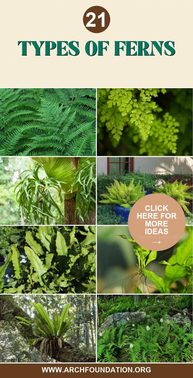 21 Types of Fern with Fabulous Foliage for Indoors and Out