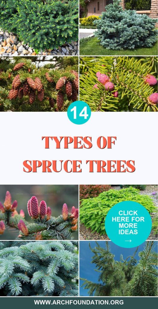 14 Amazing Spruce Tree Varieties for Every Garden Style
